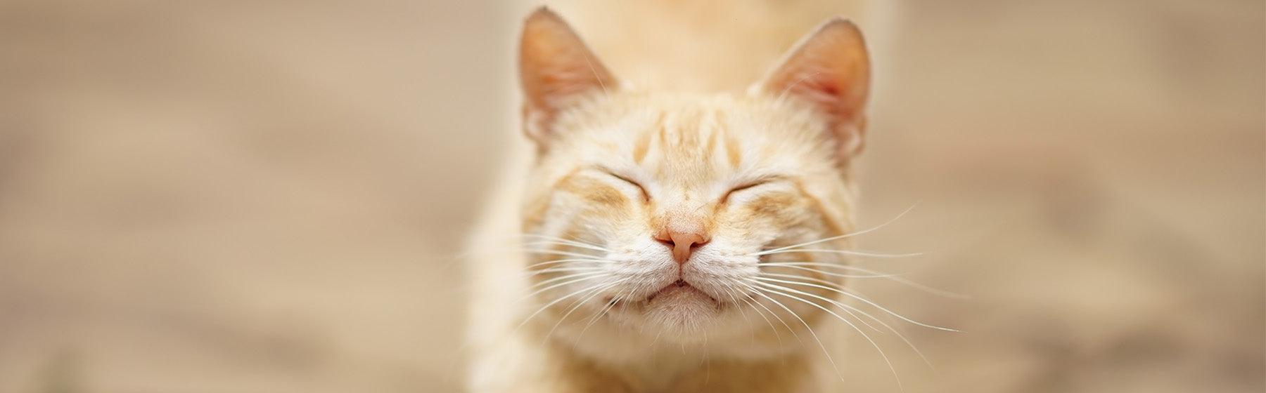 Positive Verstärkung bei Katzen - werdet ein unschlagbares Team! – zoo.de